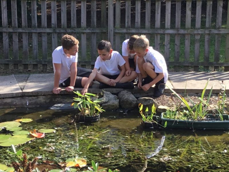 Springfield Primary School | Our Pond