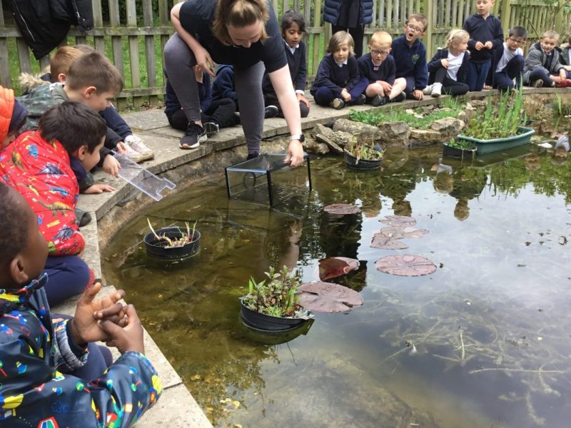 Springfield Primary School | Tadpoles