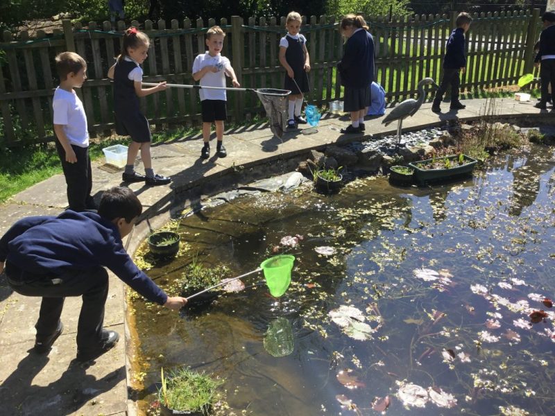 Springfield Primary School | Pond Dipping